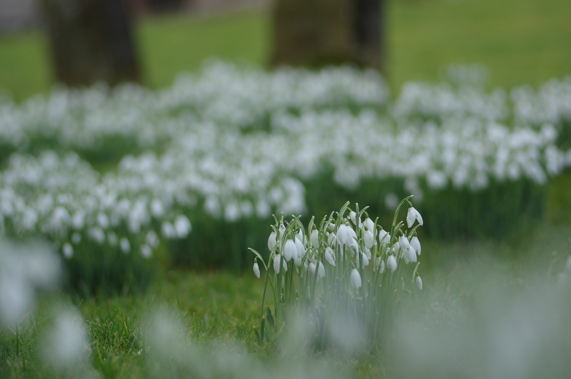 Snowdrop season! « Airton Friends' Meeting House and Barn